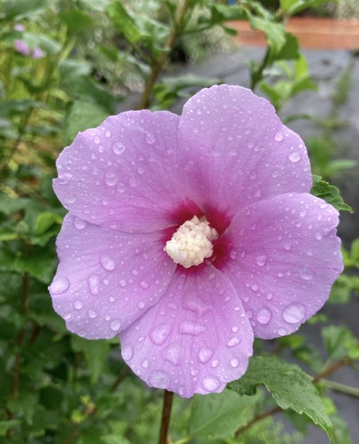 恵みの雨。。 - うたと からだと わたし