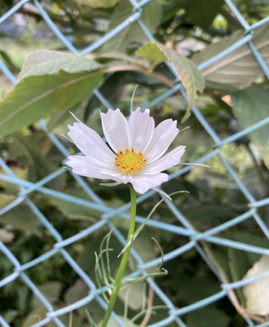 お日さまが恋しい...（ i _ i ） - うたと からだと わたし