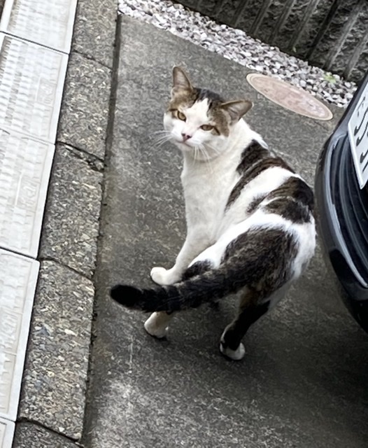 お日さまが恋しい...（ i _ i ） - うたと からだと わたし