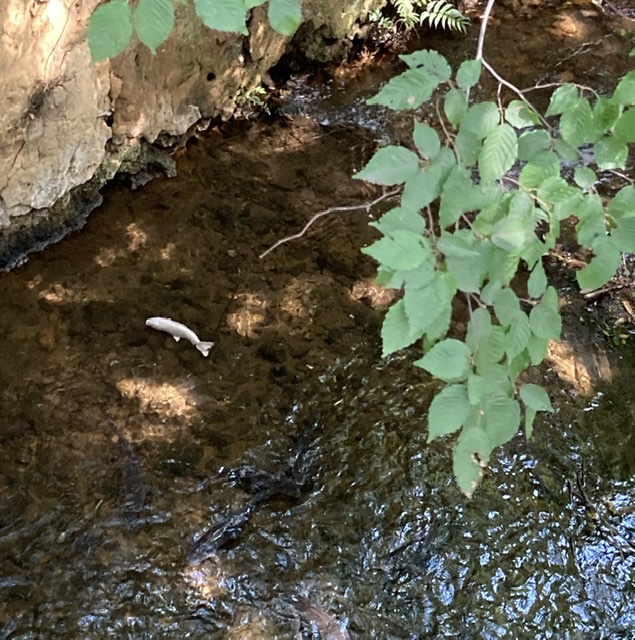 お天気に誘われて。。^^ - うたと からだと わたし
