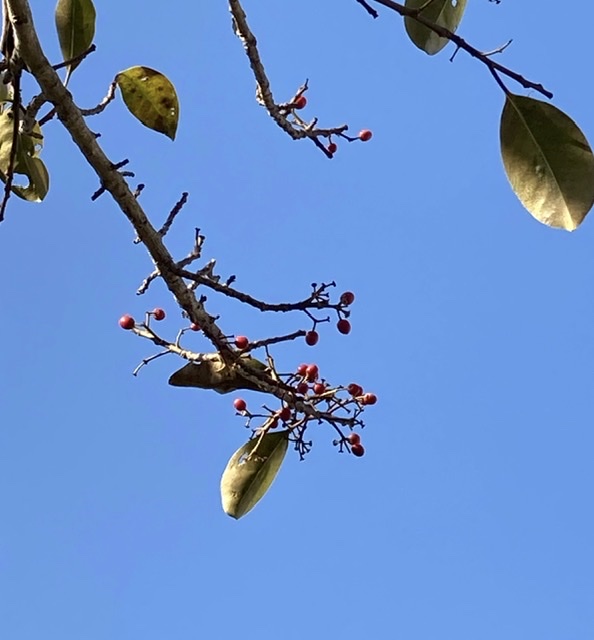 曇りのち晴れ - うたと からだと わたし