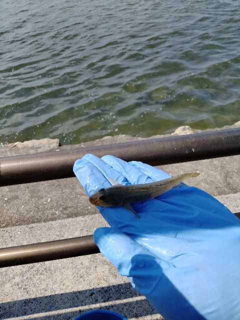 mi-yanの釣りと色々日記