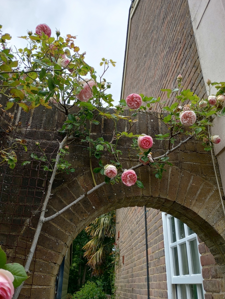 *Open garden* イングリッシュガーデンお宅訪問 - Blushing Roses