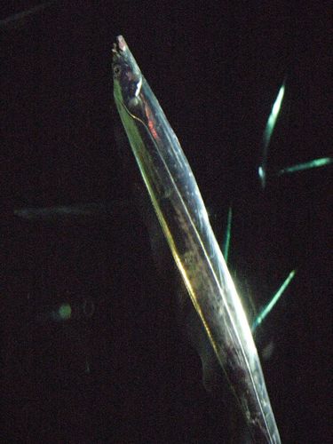 個別「Trichiurus lepturus」の写真、画像 - mich_katz's fotolife