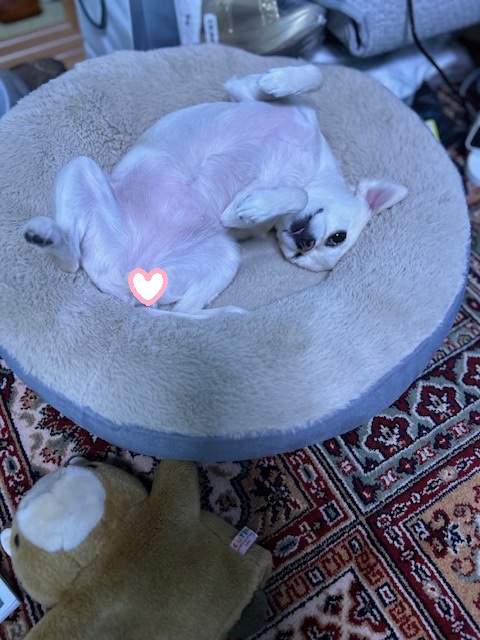 億り人へ復帰 - 老後の株式投資