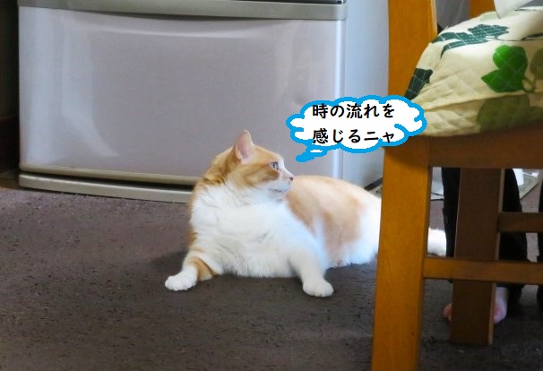 電気機関車EF301＆客室オハフ33－488 - みのみん