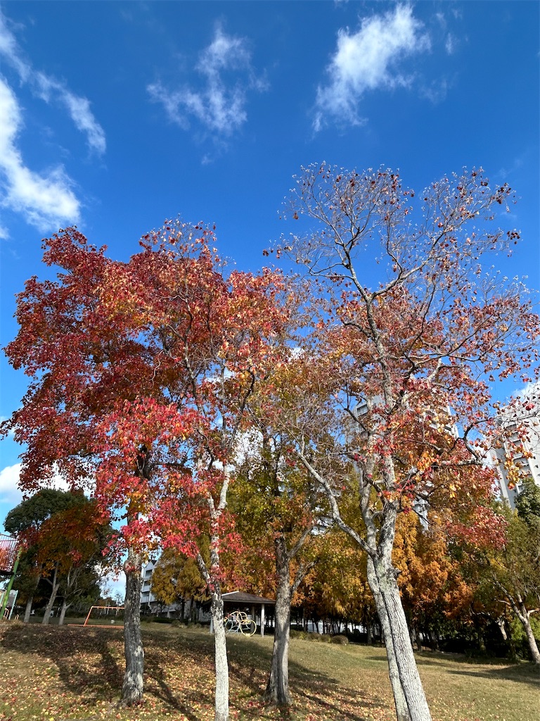 紅葉🍁は地元で十分 - mmalice’s diary