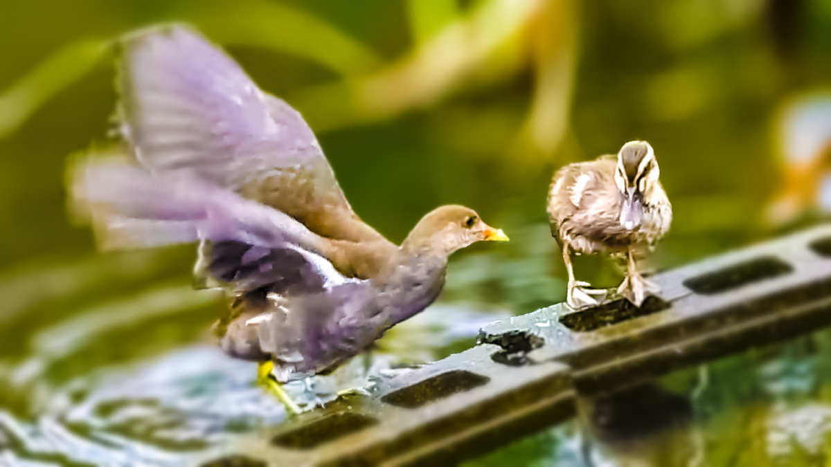 【親なし雛鳥と蛇と遭遇したバンの反応】野鳥の捕食。食べられる虫閲覧注意。カルガモ親子。巨大亀。分断迷子…見つからず…子ツバメが餌付けトンボを ...