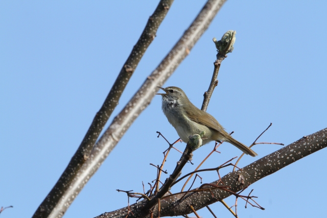 チュピチュピチュピチュピと鳴く鳥の正体 - ちいさな声、ちいさな日々