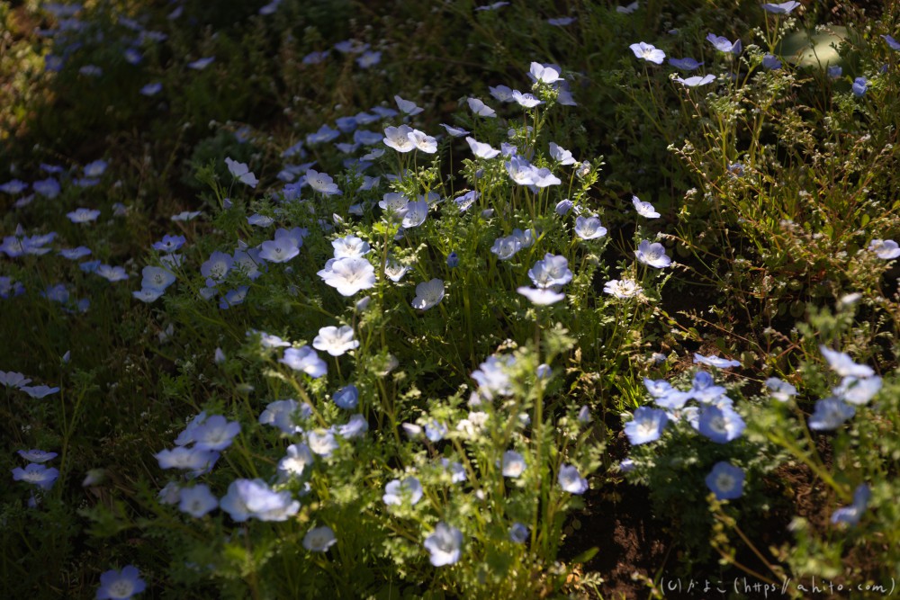 花の写真、ネモフィラ - 花の星の創作BLOG