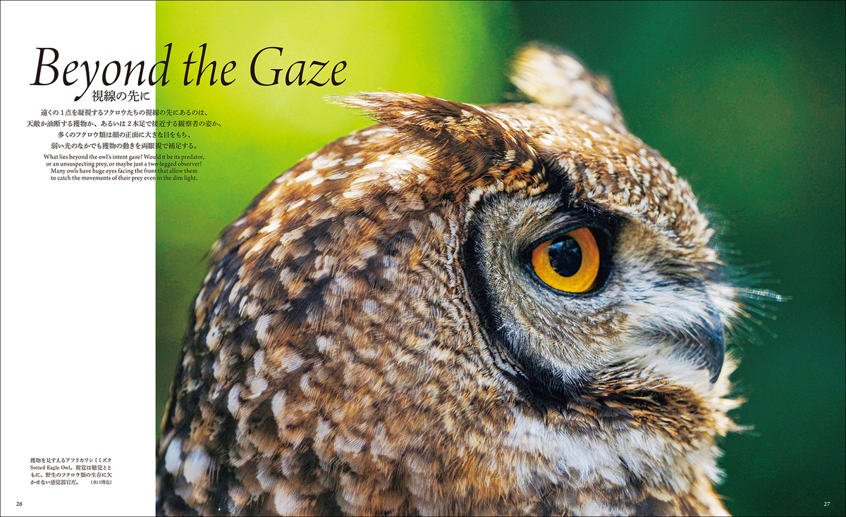 神秘的なフクロウ類の生態200点近くの写真で紹介図鑑 - mojiru【もじをもじる】