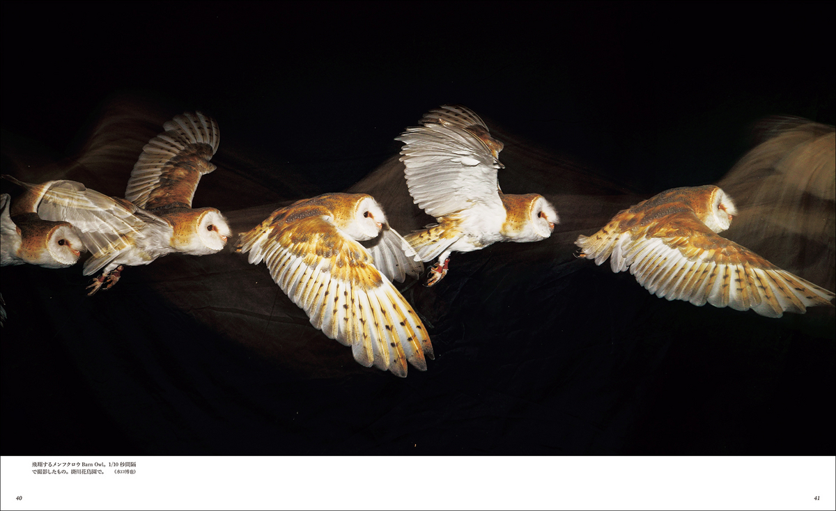 神秘的なフクロウ類の生態200点近くの写真で紹介図鑑 - mojiru【もじをもじる】