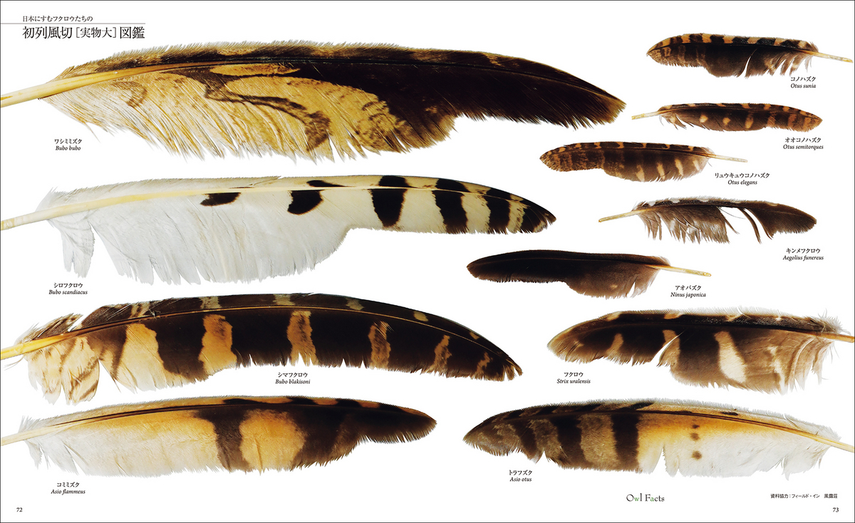 神秘的なフクロウ類の生態200点近くの写真で紹介図鑑 - mojiru【もじをもじる】