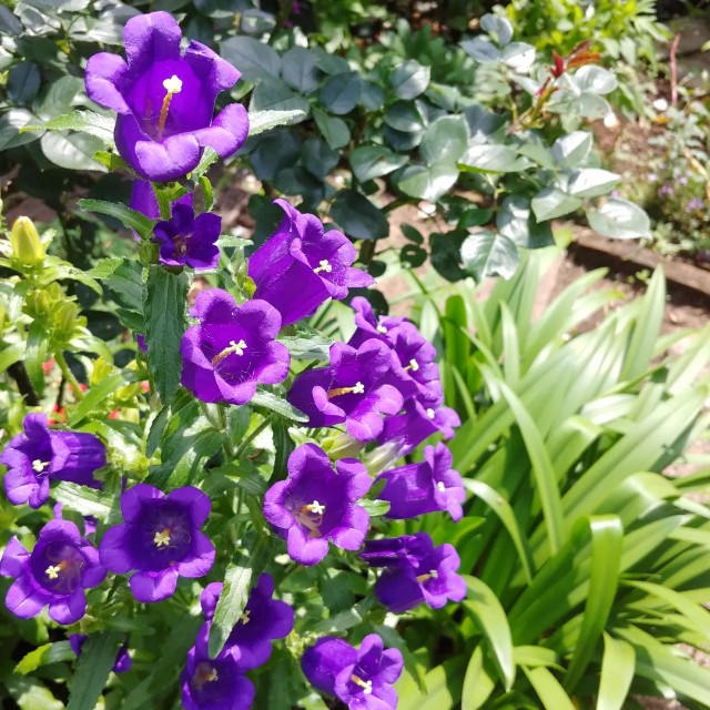 褒められる - 50代 鬱 無職 モモの暮らし