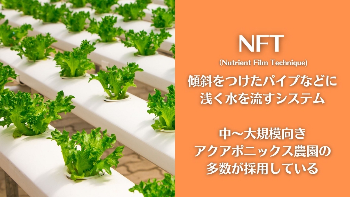 【初心者必見】【アクアポニックスを始める前に知っておきたいこと】3種類のシステムを比較（C/F、DWC、NFT） - 鷲林寺アクアファーム