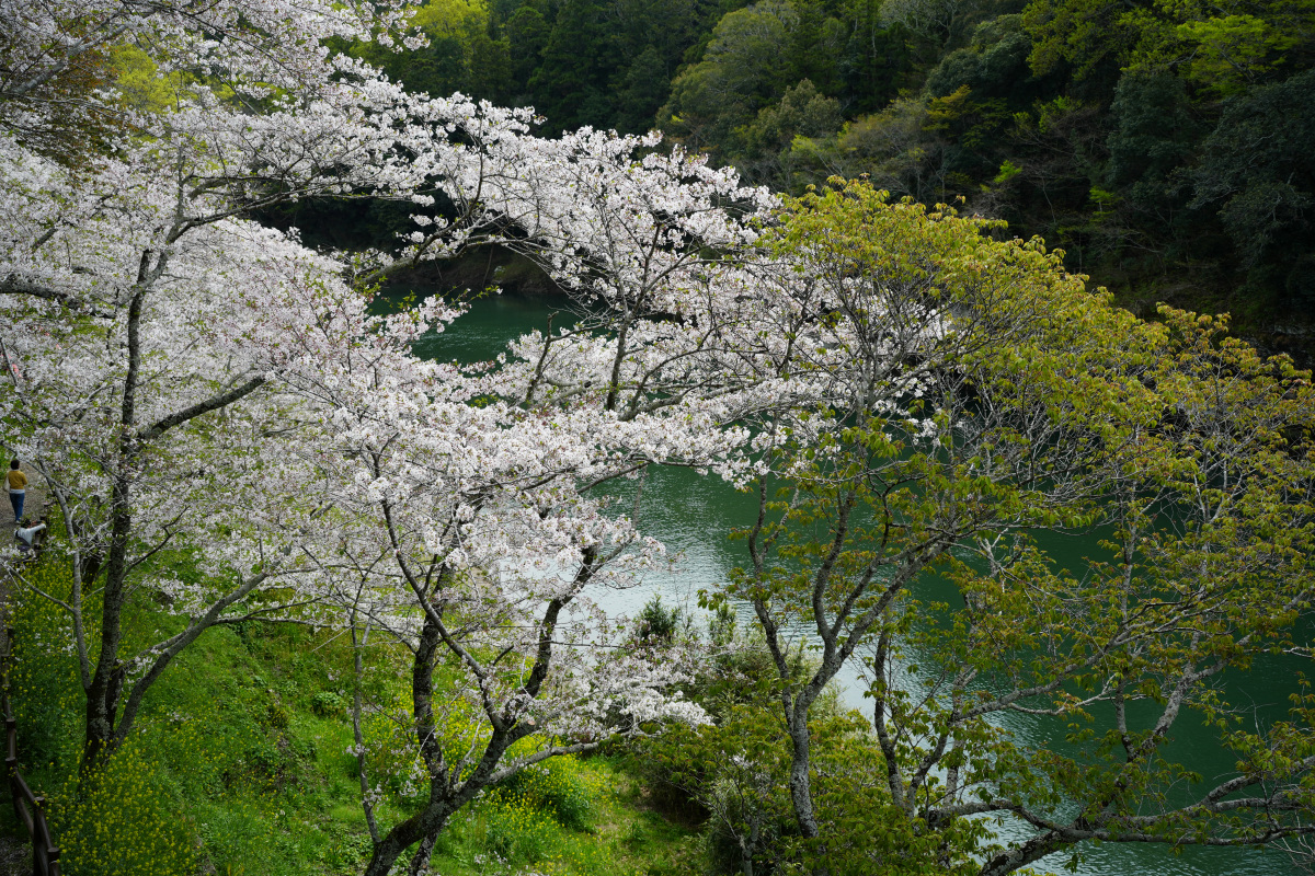 桜淵公園 - クーの風に吹かれて 3