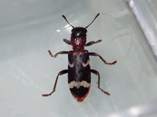 アリモドキカッコウムシ - こんちゅう探偵団