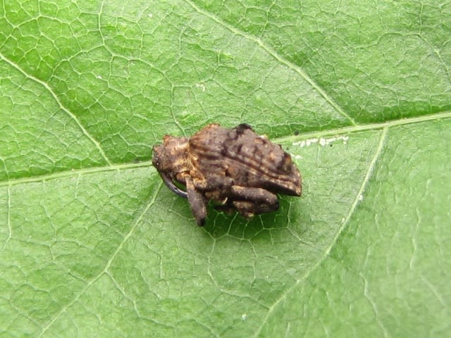 ウスモントゲトゲゾウムシ - こんちゅう探偵団