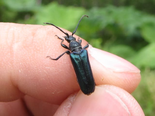 ルリハナカミキリ - こんちゅう探偵団