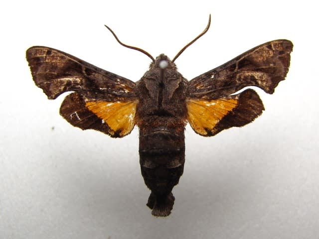 ホシヒメホウジャク - こんちゅう探偵団