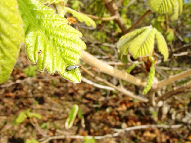 [北海道編] フチトリヒメヒラタタマムシ - こんちゅう探偵団