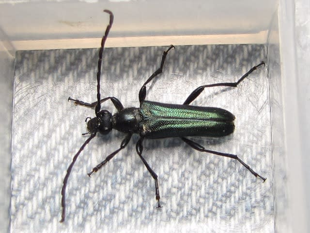 ルリハナカミキリ - こんちゅう探偵団