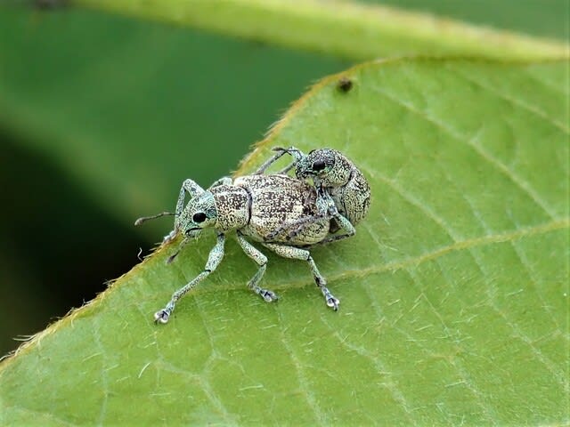 コフキゾウムシ - こんちゅう探偵団