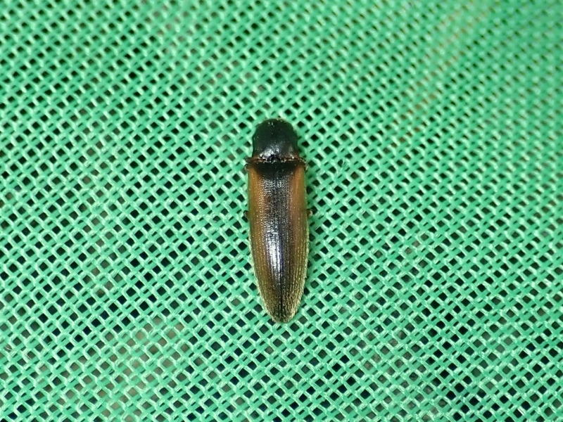 タテスジカネコメツキ Limoniscus vittatus - こんちゅう探偵団