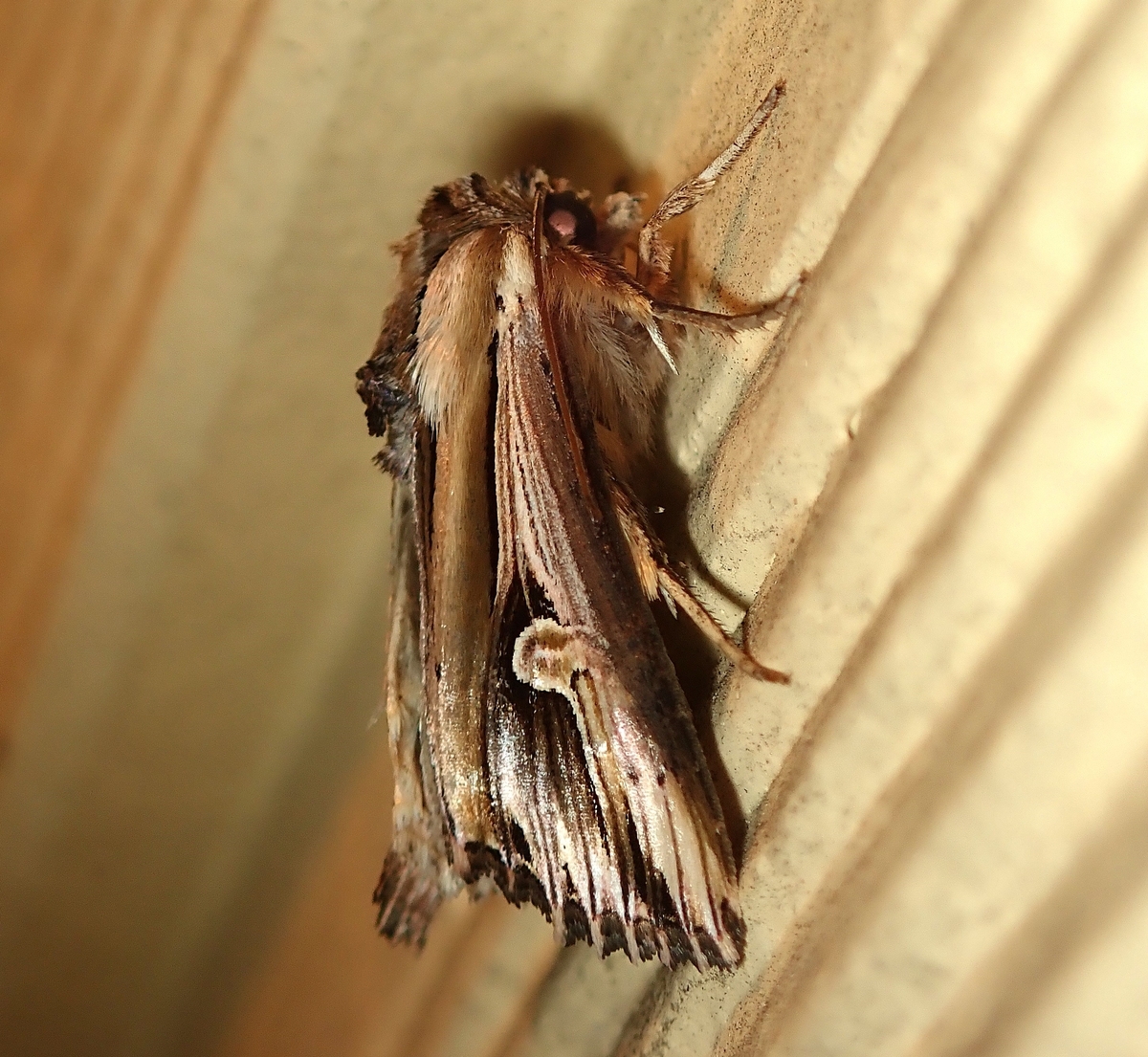 コモクメヨトウ - こんちゅう探偵団