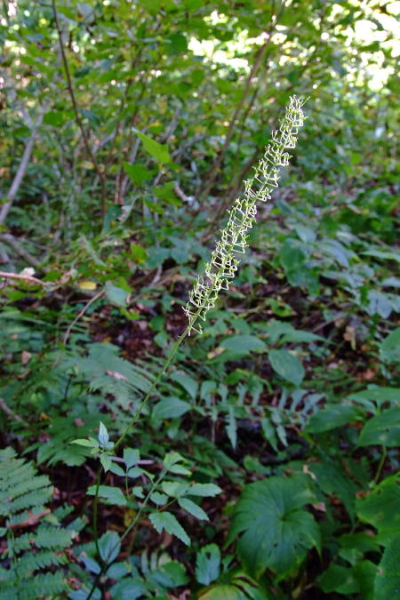 2009年9月26日、久しぶりのノロ川と桃洞滝・後編 - モウズイカの花紀行