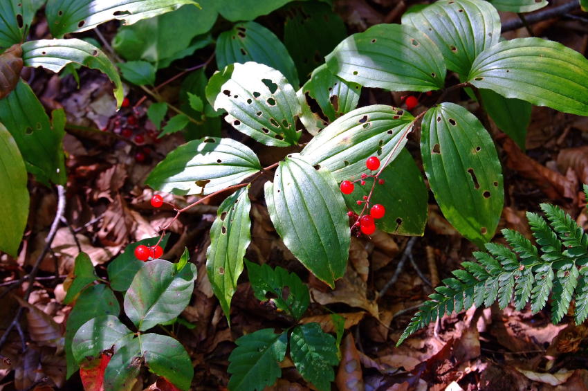2009年9月26日、久しぶりのノロ川と桃洞滝・後編 - モウズイカの花紀行