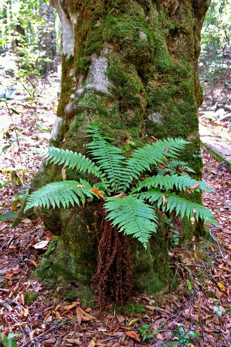 2009年9月26日、久しぶりのノロ川と桃洞滝・後編 - モウズイカの花紀行