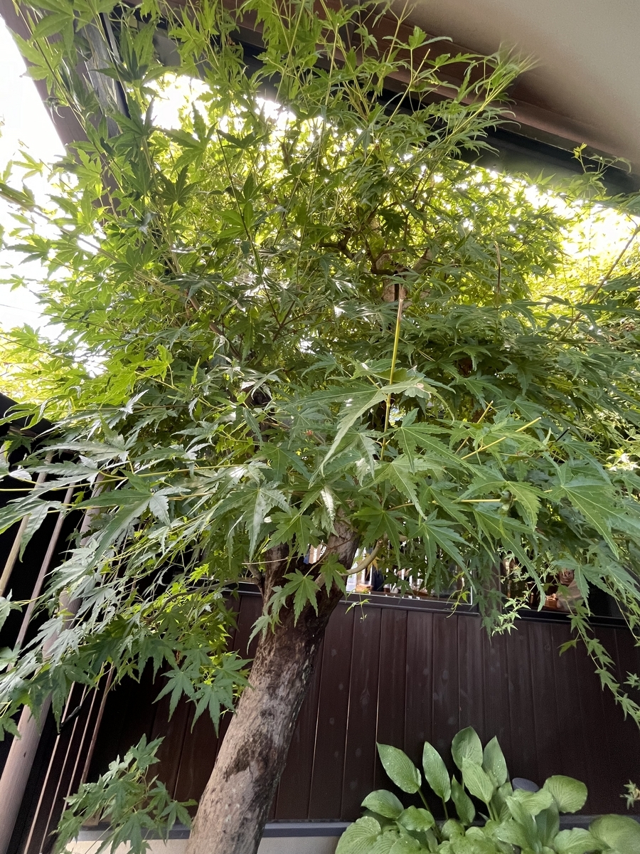 木陰 - Moto Square Factory Blog 2!!