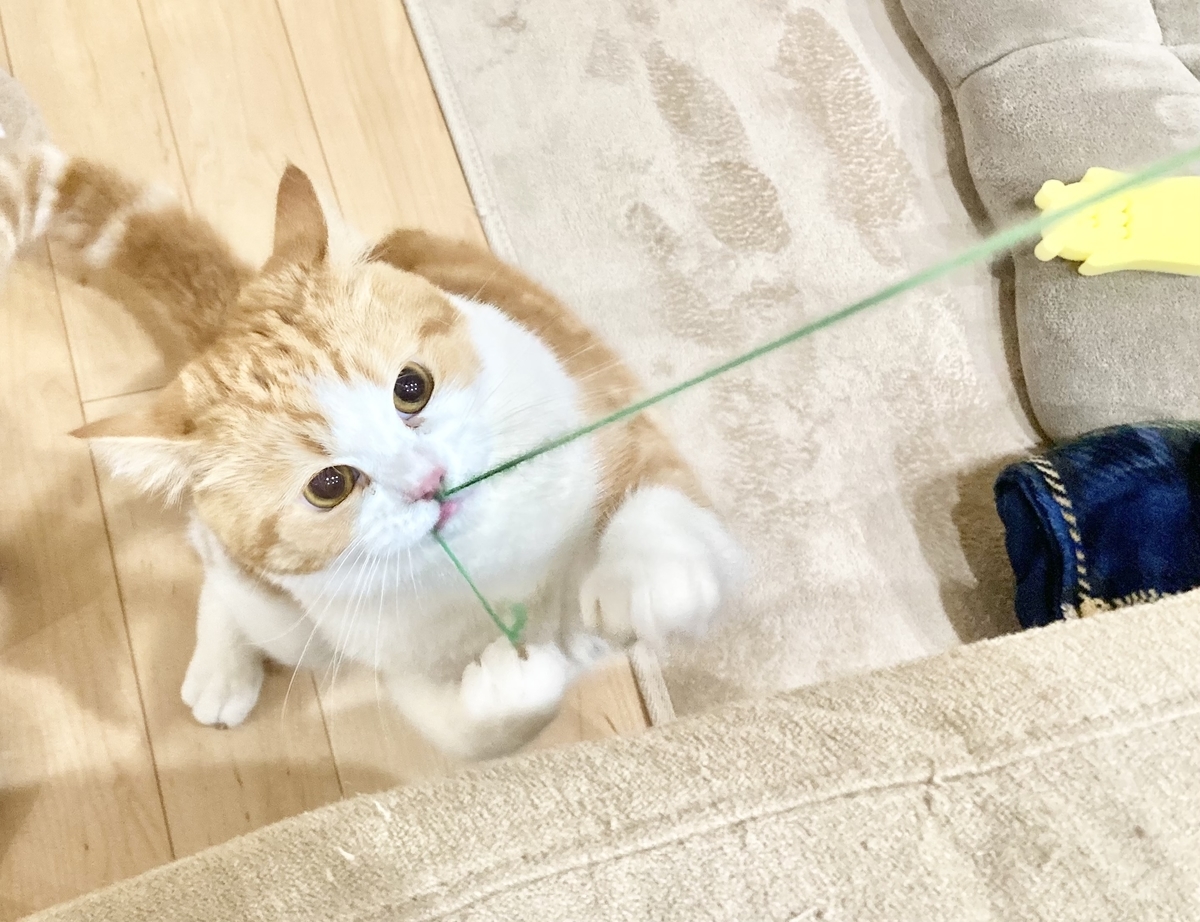 新しい家族と247日目 - ミヌエットむぎまるのにゃんとも言えにゃー日記