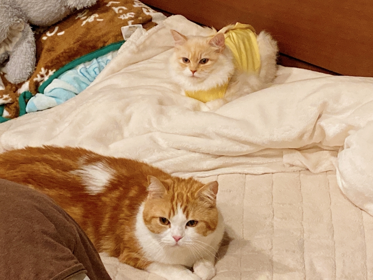 新しい家族と395日目 - ミヌエットむぎまるのにゃんとも言えにゃー日記