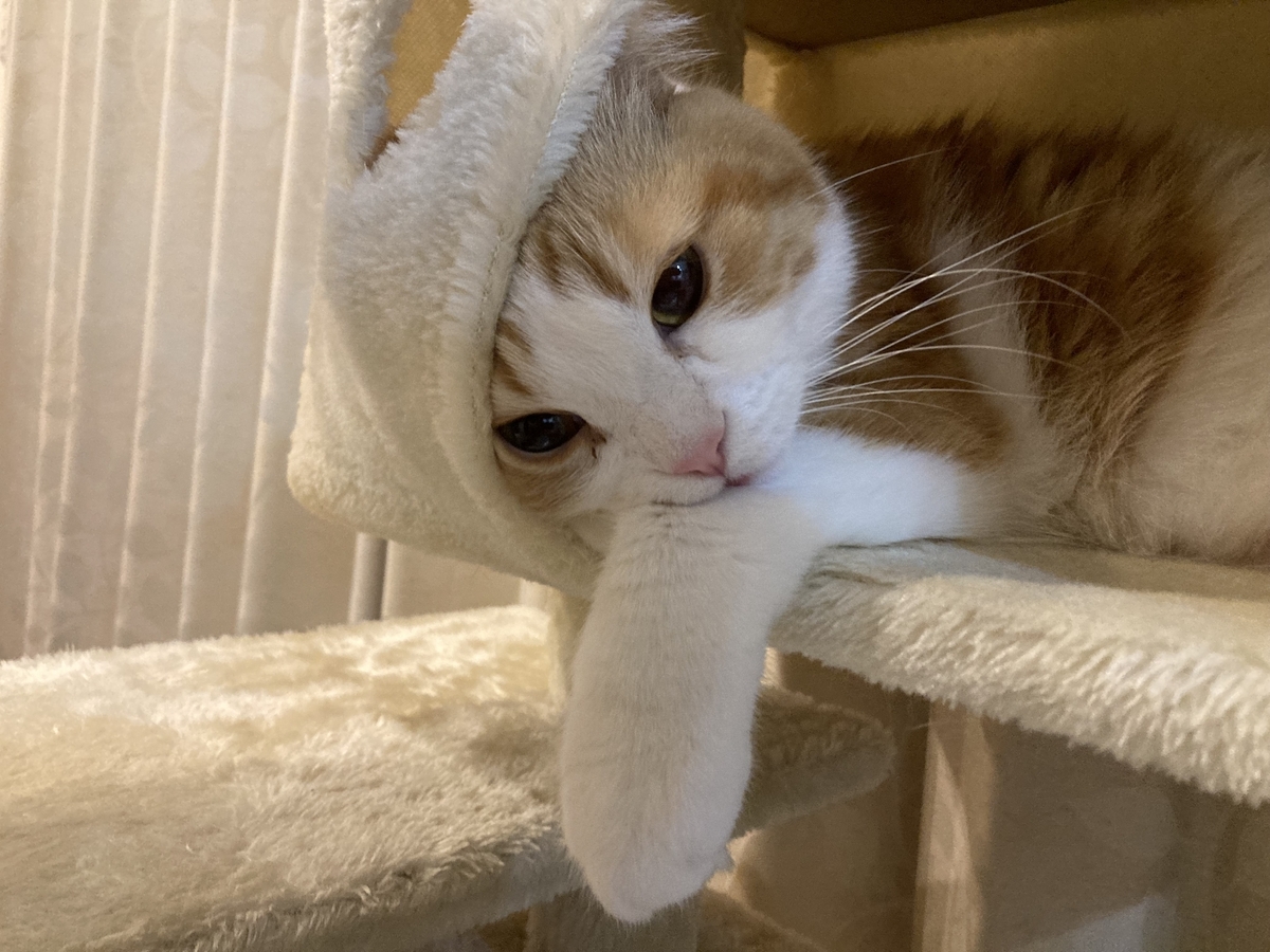 新しい家族と408日目 - ミヌエットむぎまるのにゃんとも言えにゃー日記