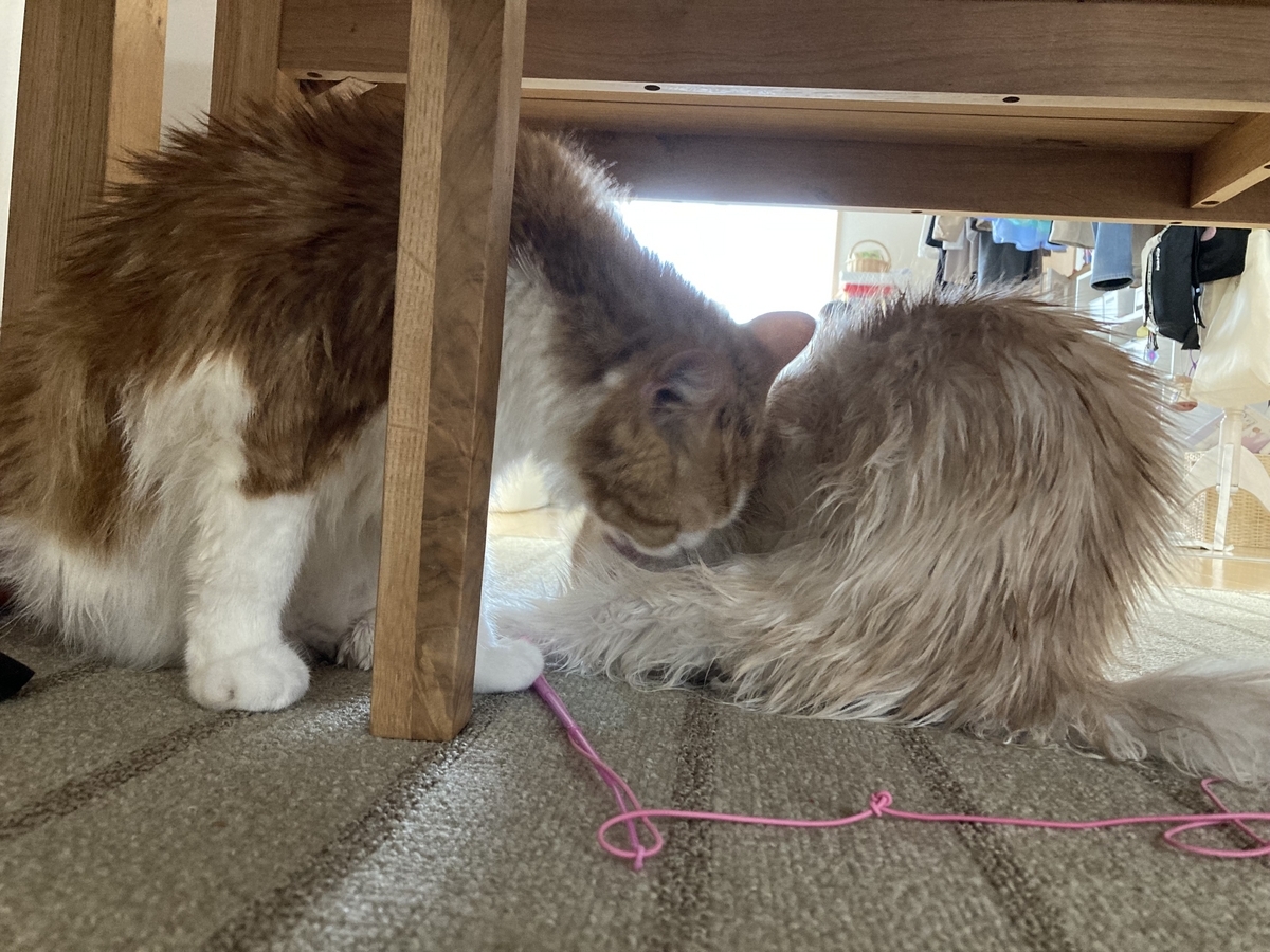 新しい家族と413日目 - ミヌエットむぎまるのにゃんとも言えにゃー日記