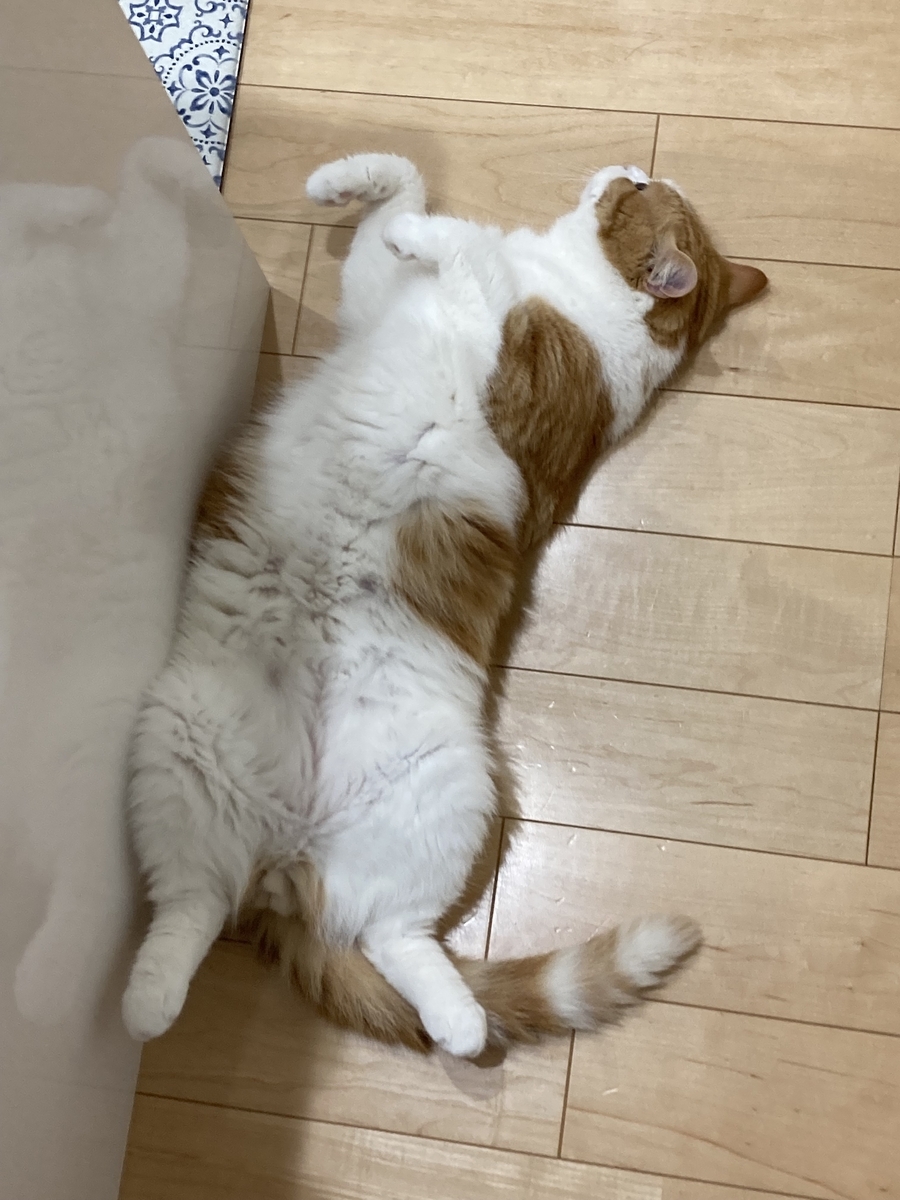 新しい家族と454日目 - ミヌエットむぎまるのにゃんとも言えにゃー日記