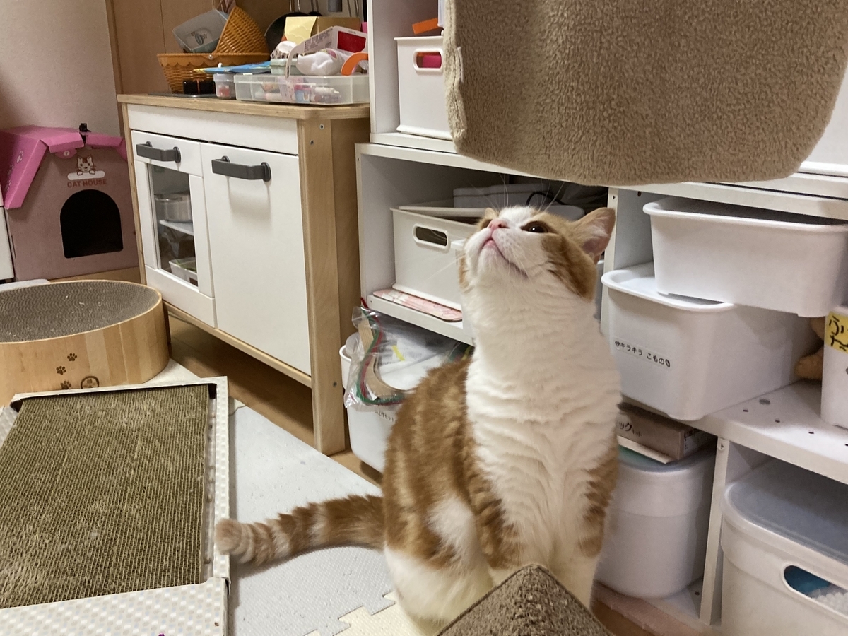 新しい家族と467日目 - ミヌエットむぎまるのにゃんとも言えにゃー日記