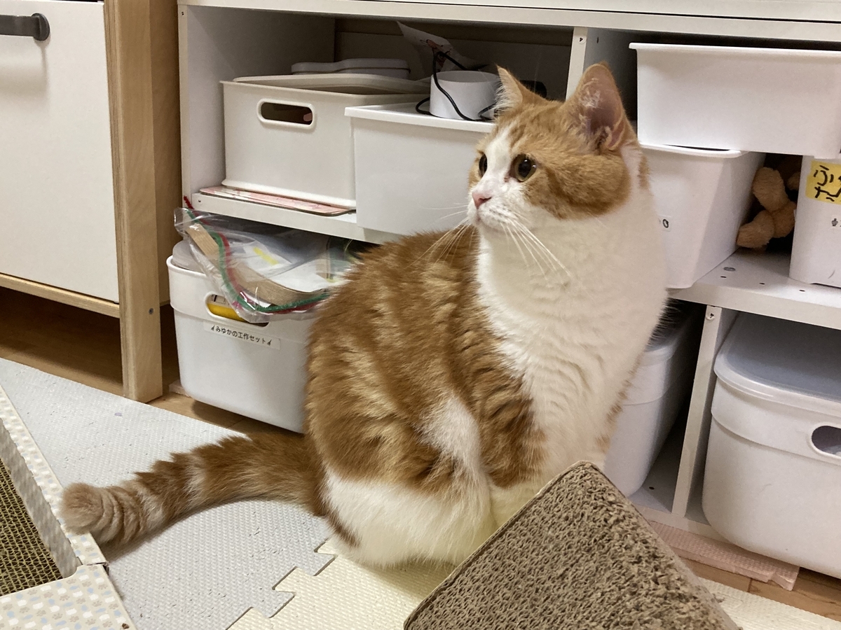 新しい家族と477日目 - ミヌエットむぎまるのにゃんとも言えにゃー日記