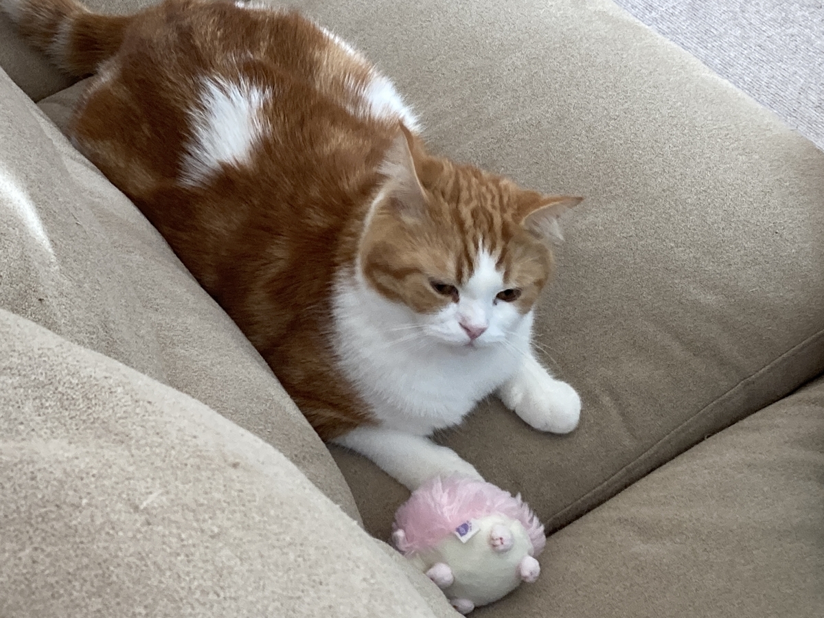 新しい家族と581日目 - ミヌエットむぎまるのにゃんとも言えにゃー日記