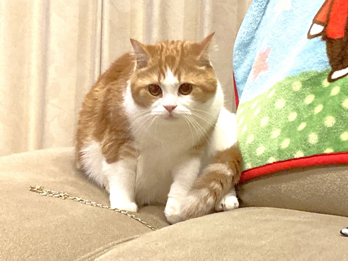 新しい家族と644日目 - ミヌエットむぎまるのにゃんとも言えにゃー日記