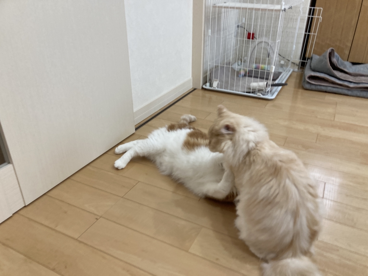 新しい家族と889日目 - ミヌエットむぎまるのにゃんとも言えにゃー日記