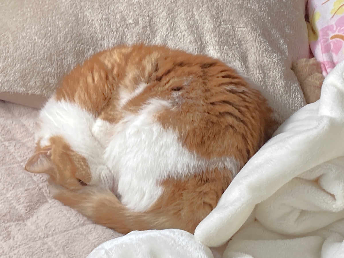 新しい家族と969日目 - ミヌエットむぎまるのにゃんとも言えにゃー日記