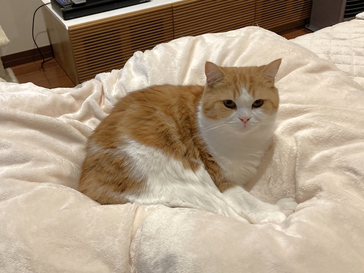 新しい家族と985日目 - ミヌエットむぎまるのにゃんとも言えにゃー日記