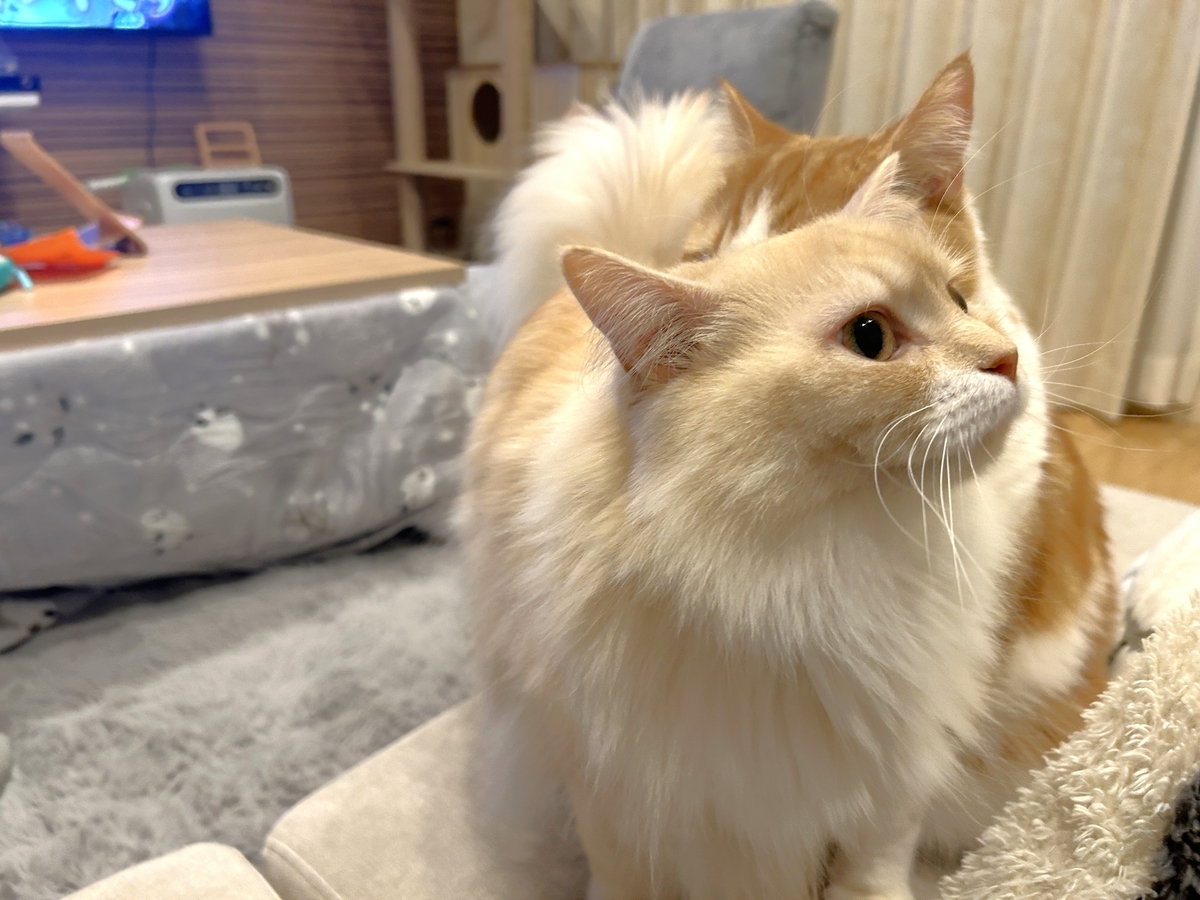 新しい家族と1096日目 - ミヌエットむぎまるのにゃんとも言えにゃー日記