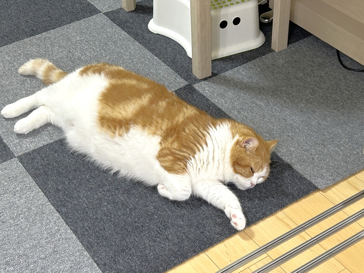 新しい家族と1292日目 - ミヌエットむぎまるのにゃんとも言えにゃー日記