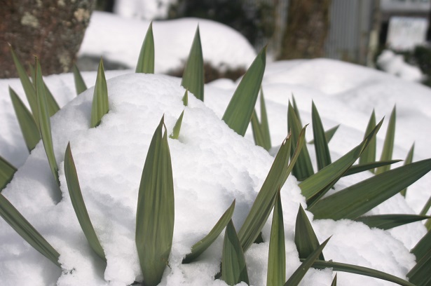 ムラを散策 - むらの幸福論