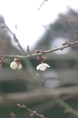 梅の花がほころぶ - むらの幸福論