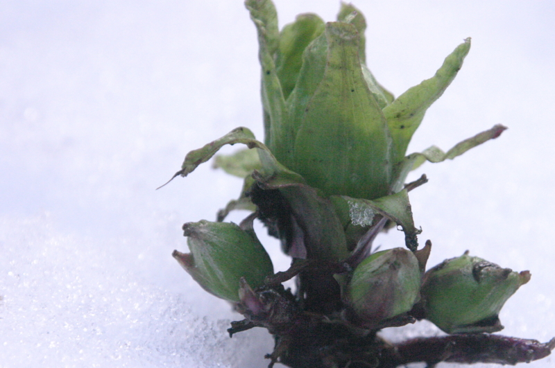 呼ぶ春 - むらの幸福論